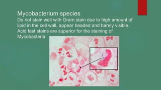 Gram Stain 2023 | PPT