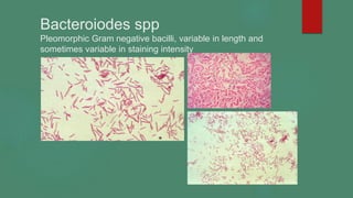 Gram Positive Pleomorphic Rods