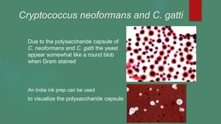 Cryptococcus Neoformans Gram Stain