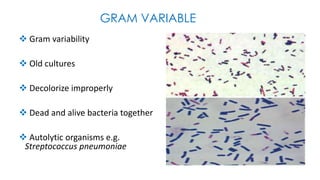 Gram stain demonstration | PPT