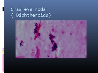 Gram staining | PPT | Chemistry | Science