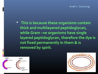 Gram staining | PPT | Chemistry | Science
