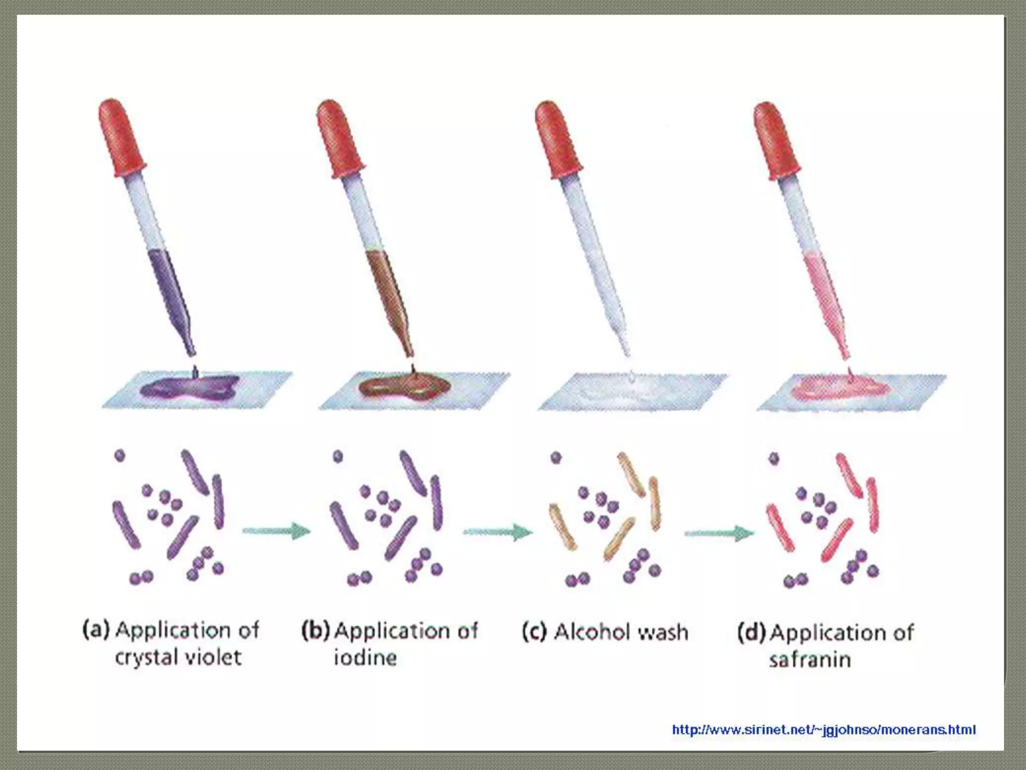 Gram staining | PPTX