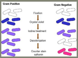 Gram staining | PPTX