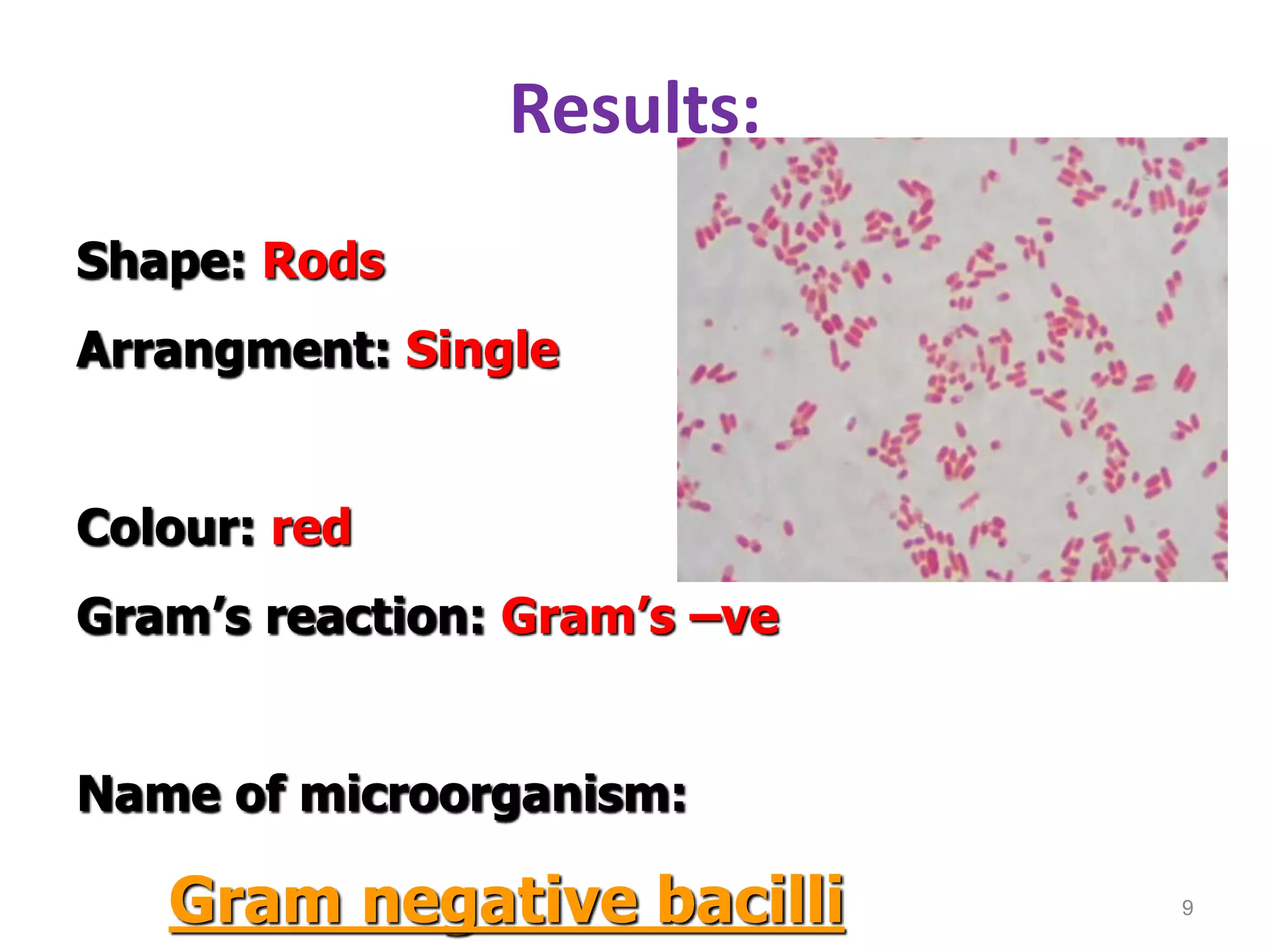Gram staining miceobiology student | PPTX