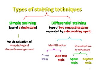 Gram staining miceobiology student | PPT