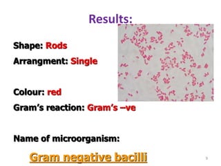 E Coli Gram Stain Arrangement
