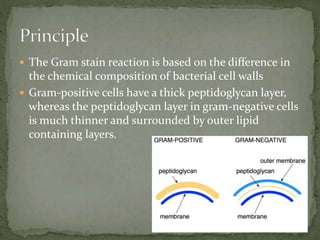 Gram staining Principle, Procedure, Reagents required for Gram Staining and their Functions ...