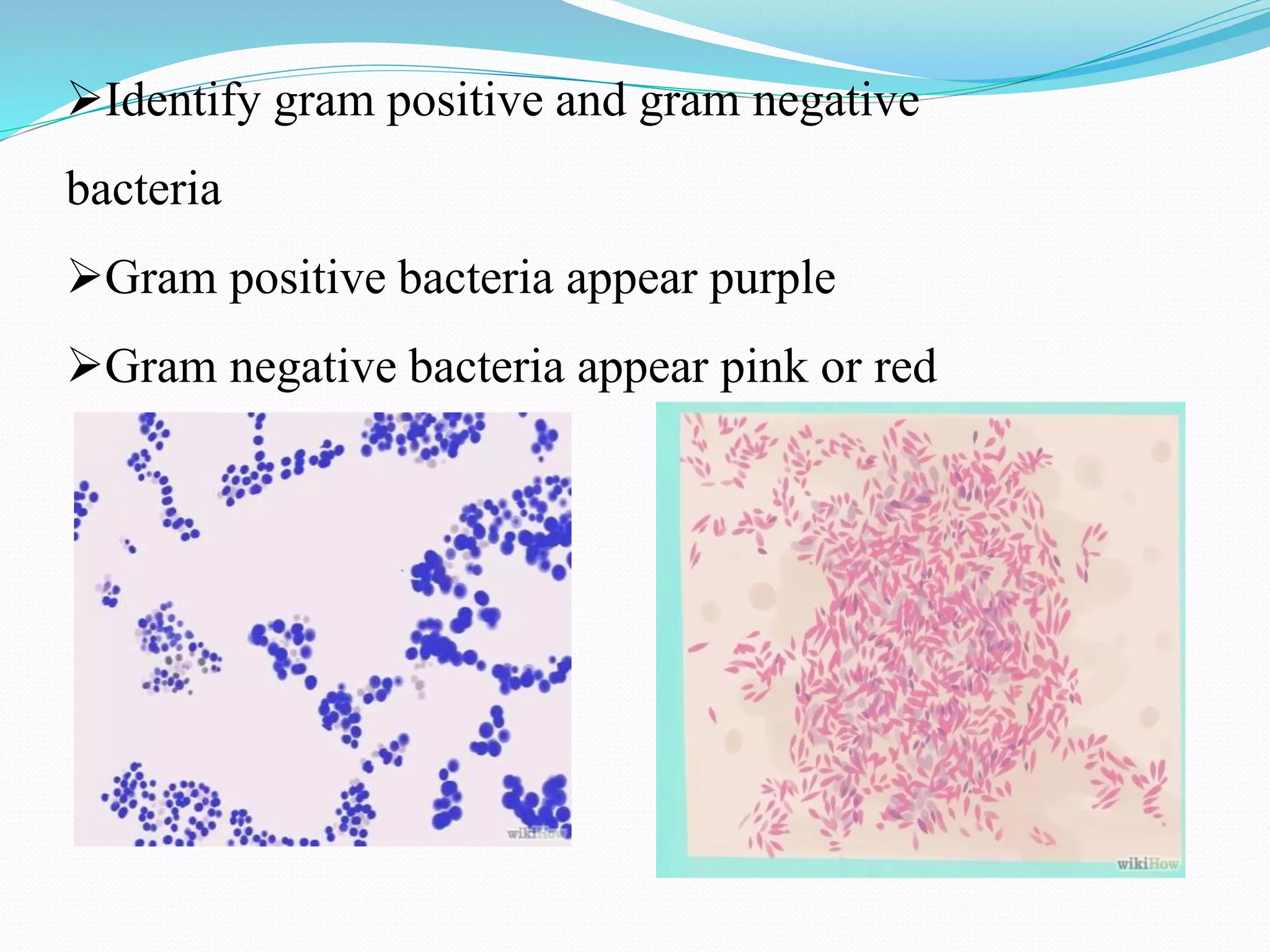 Gram staining | PPT