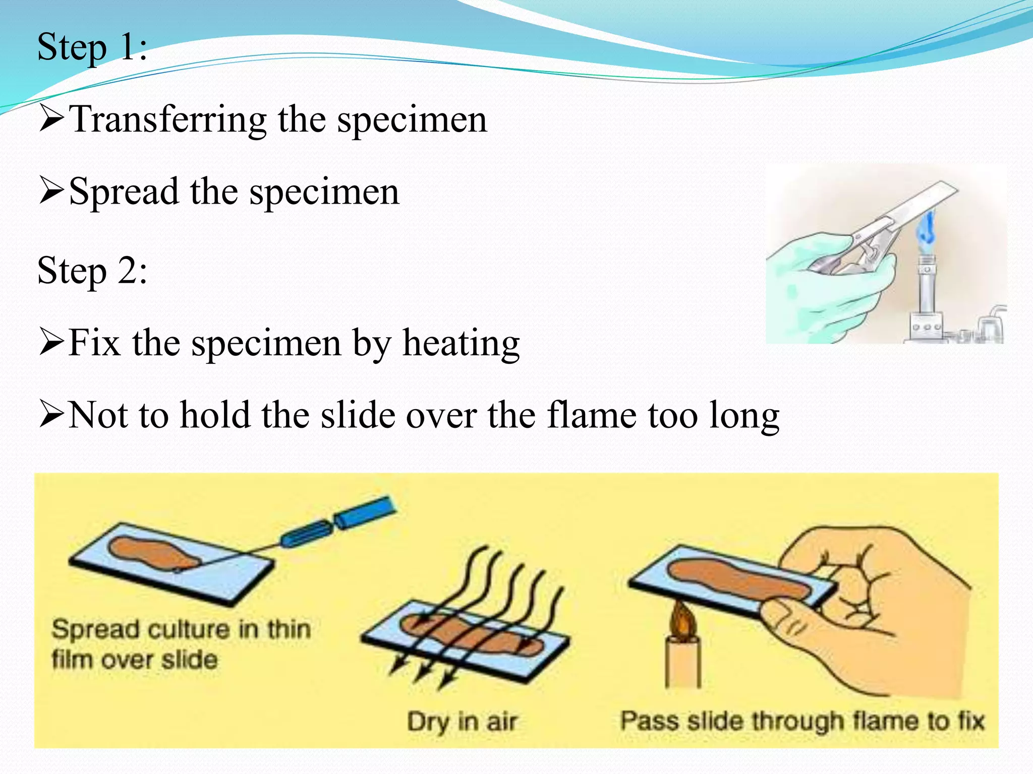 Gram Staining Ppt