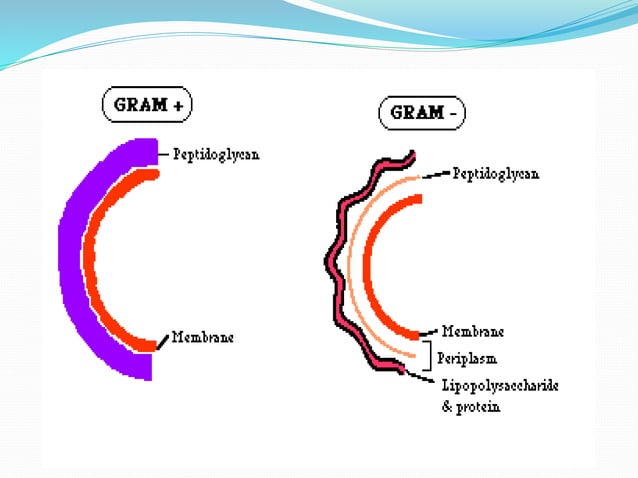 Gram Staining Ppt