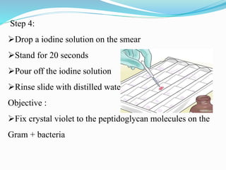 Gram staining | PPT