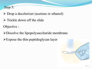 Gram staining | PPT