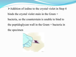 Gram staining | PPT