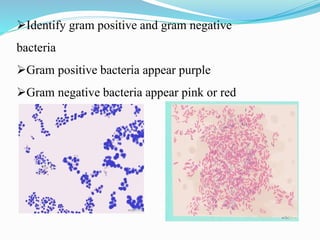 Gram staining | PPT