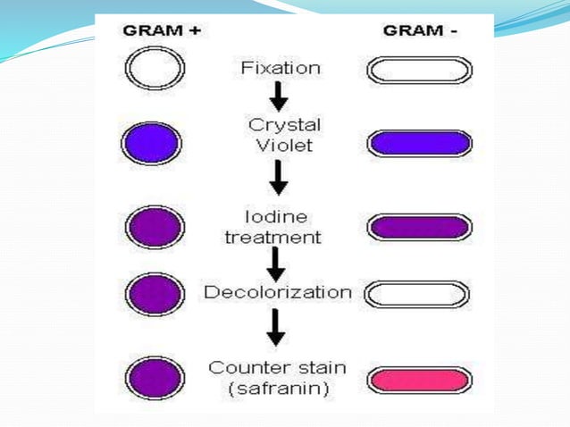 Gram staining | PPT