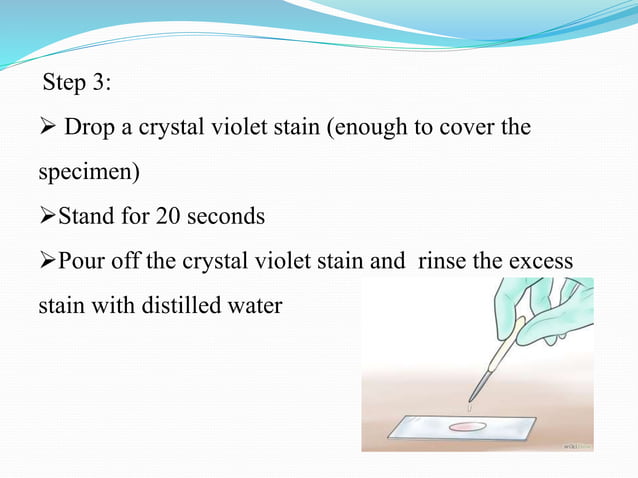 Gram staining | PPT