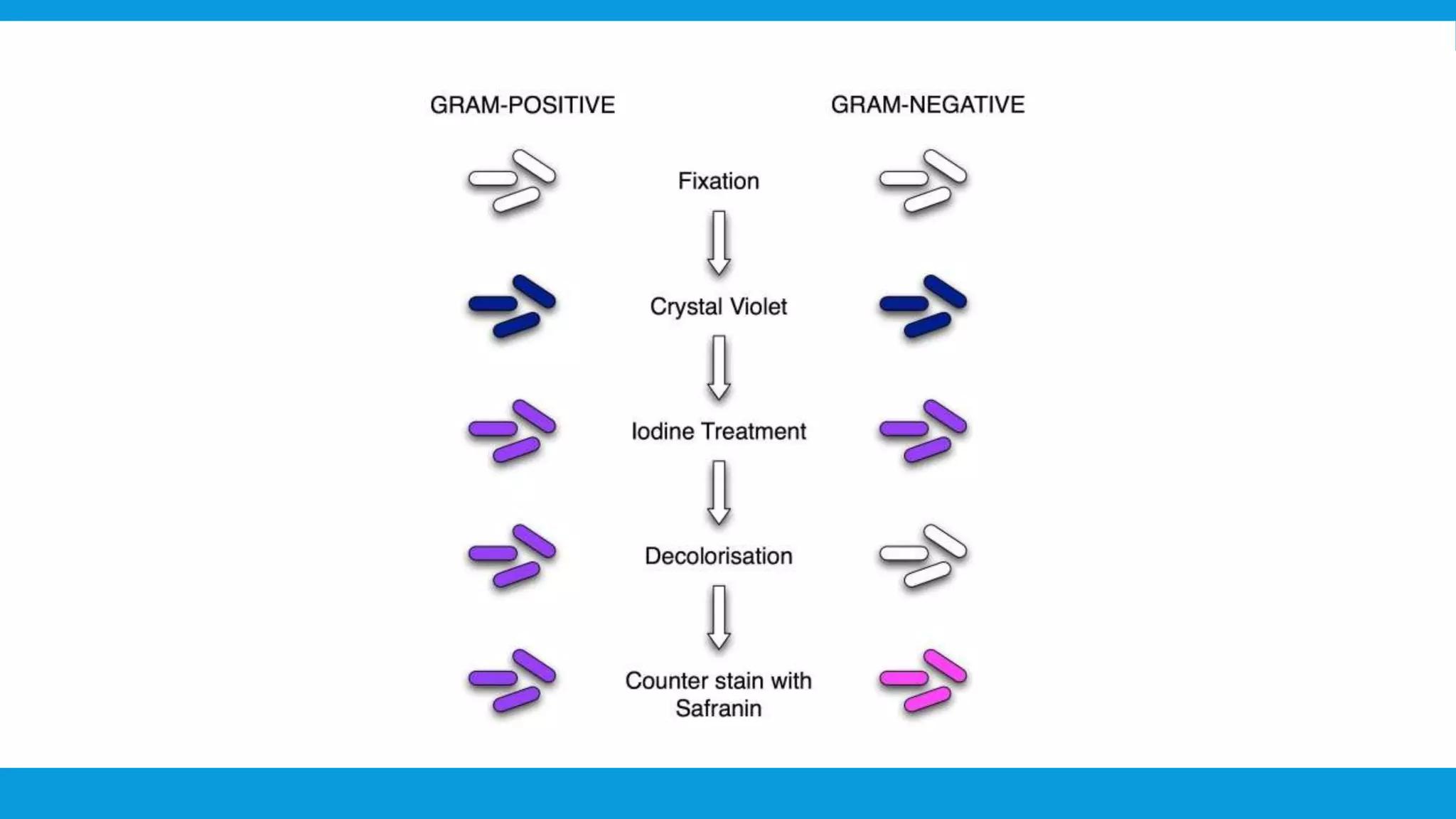 Gram Staining Ppt