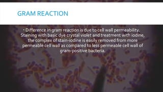 Gram staining | PPTX