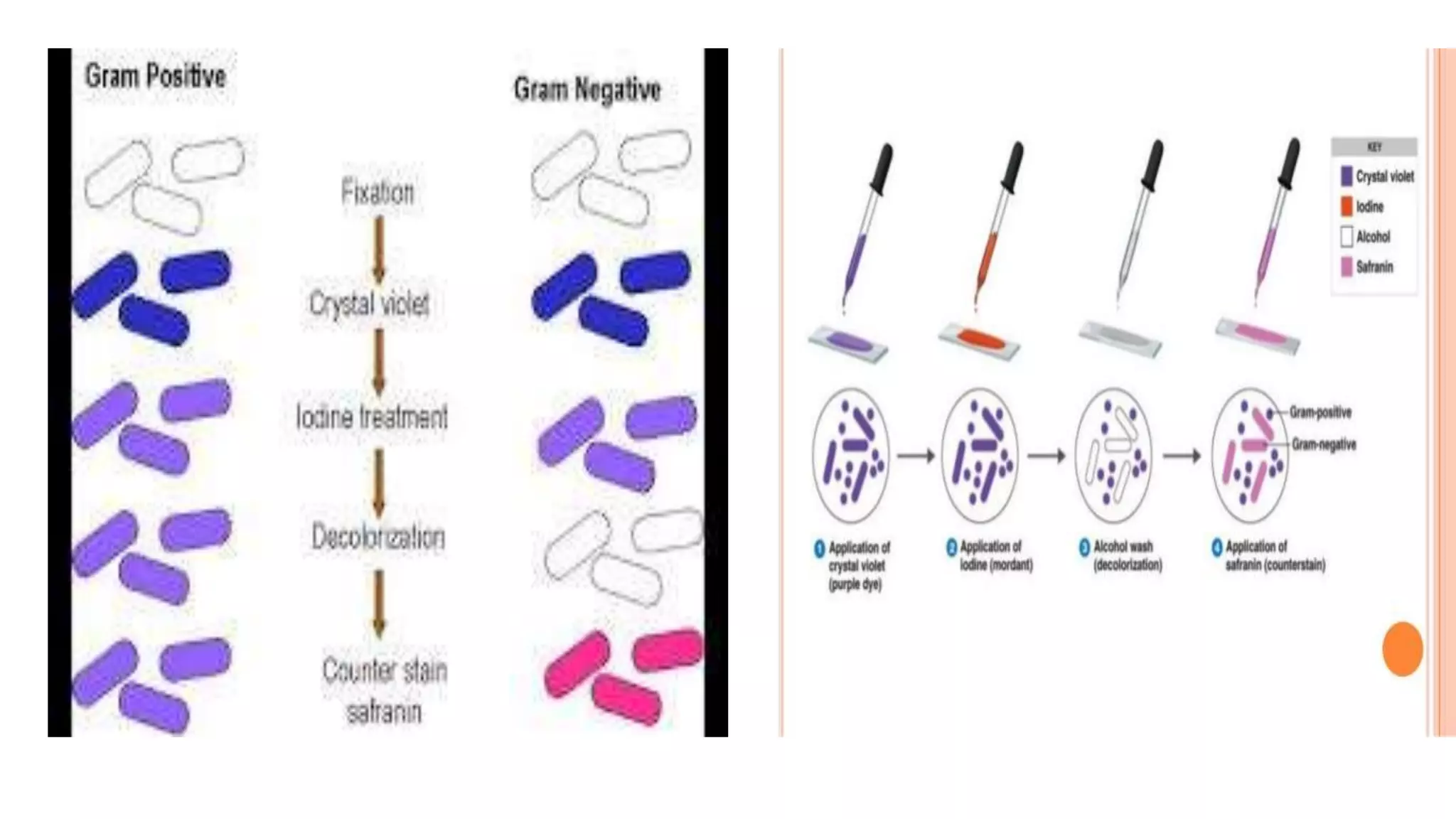 Gram staining Gram positive and gram negative bacteria can be ...