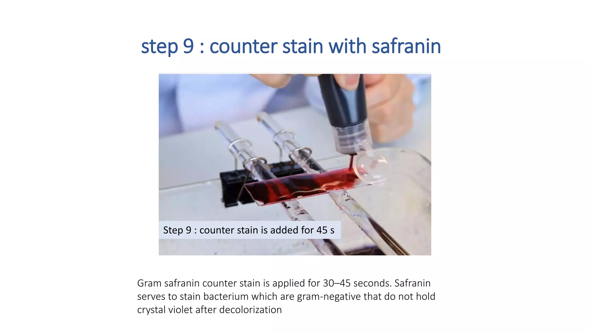 Gram staining Gram positive and gram negative bacteria can be ...
