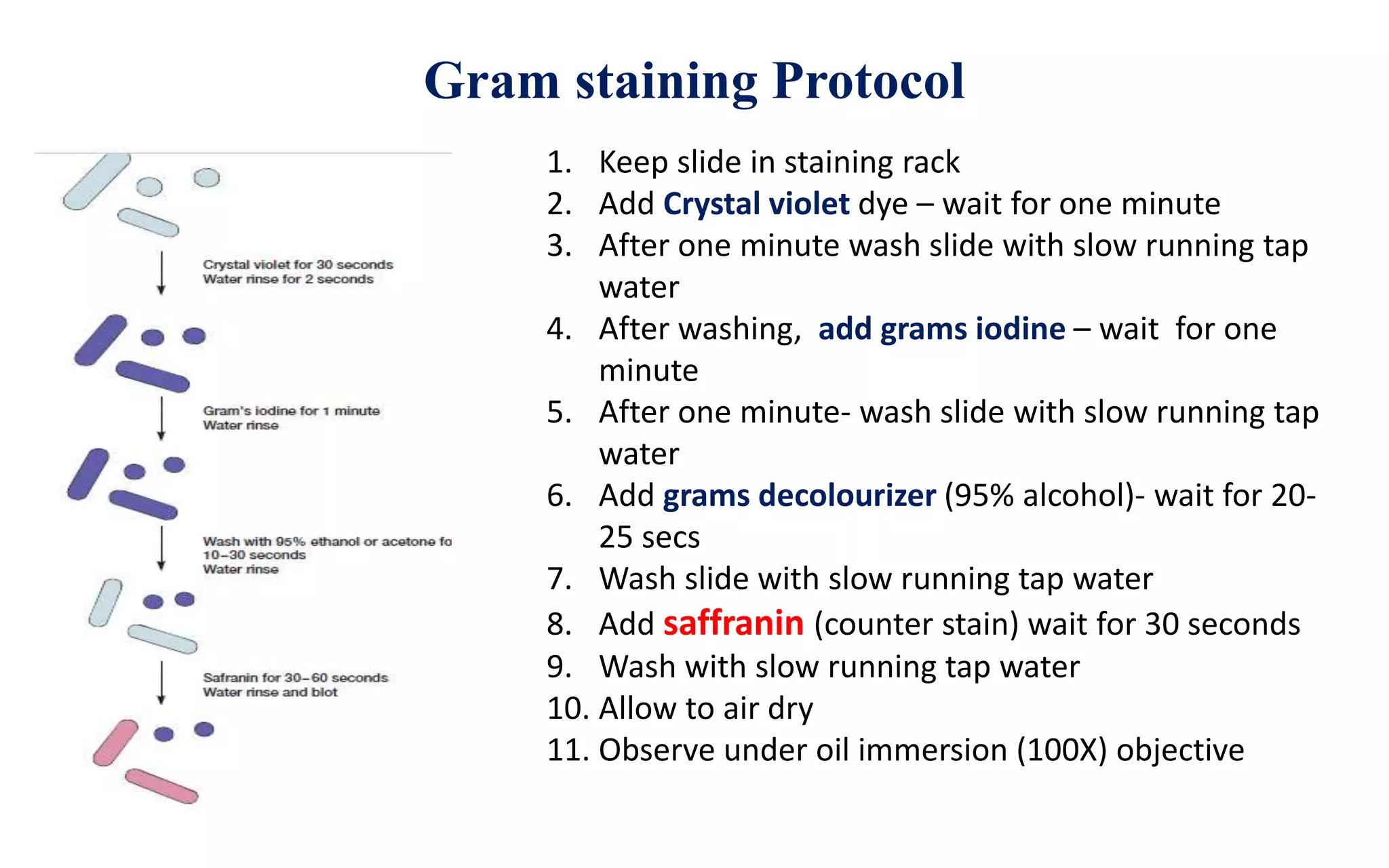 Gram staining | PPTX