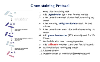 Gram staining | PPTX