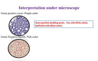 Gram staining | PPTX