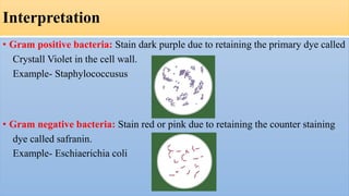 Gram staining | PPTX