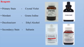 Gram Stain Reagents