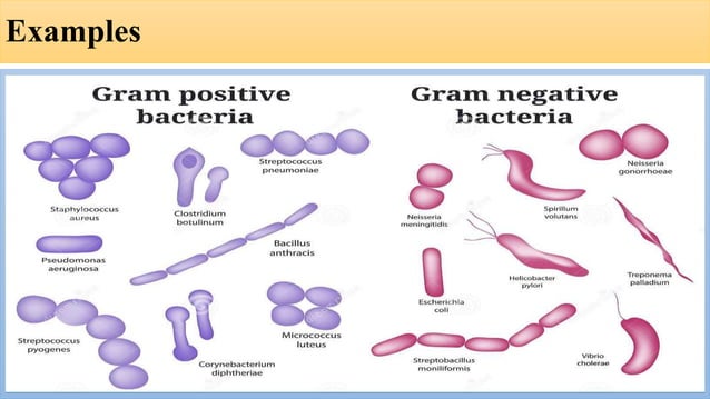 Gram staining | PPT