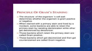 Gram Staining.pptx