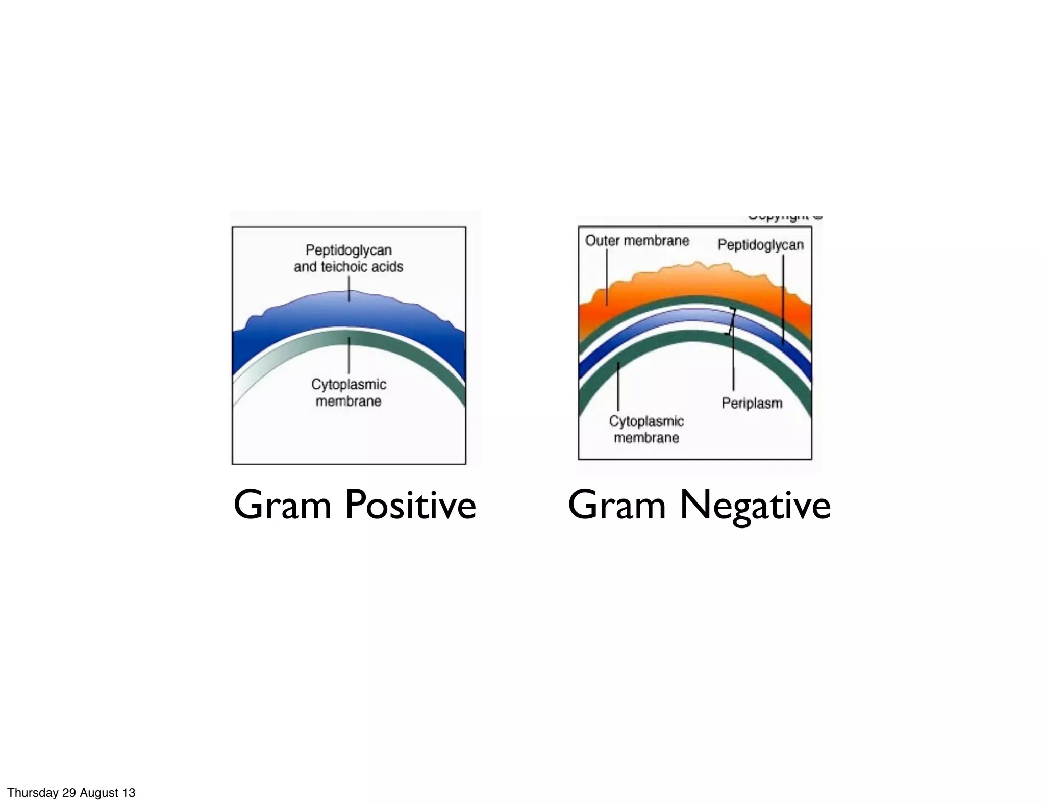 Gram Staining.pdf | Chemistry | Science