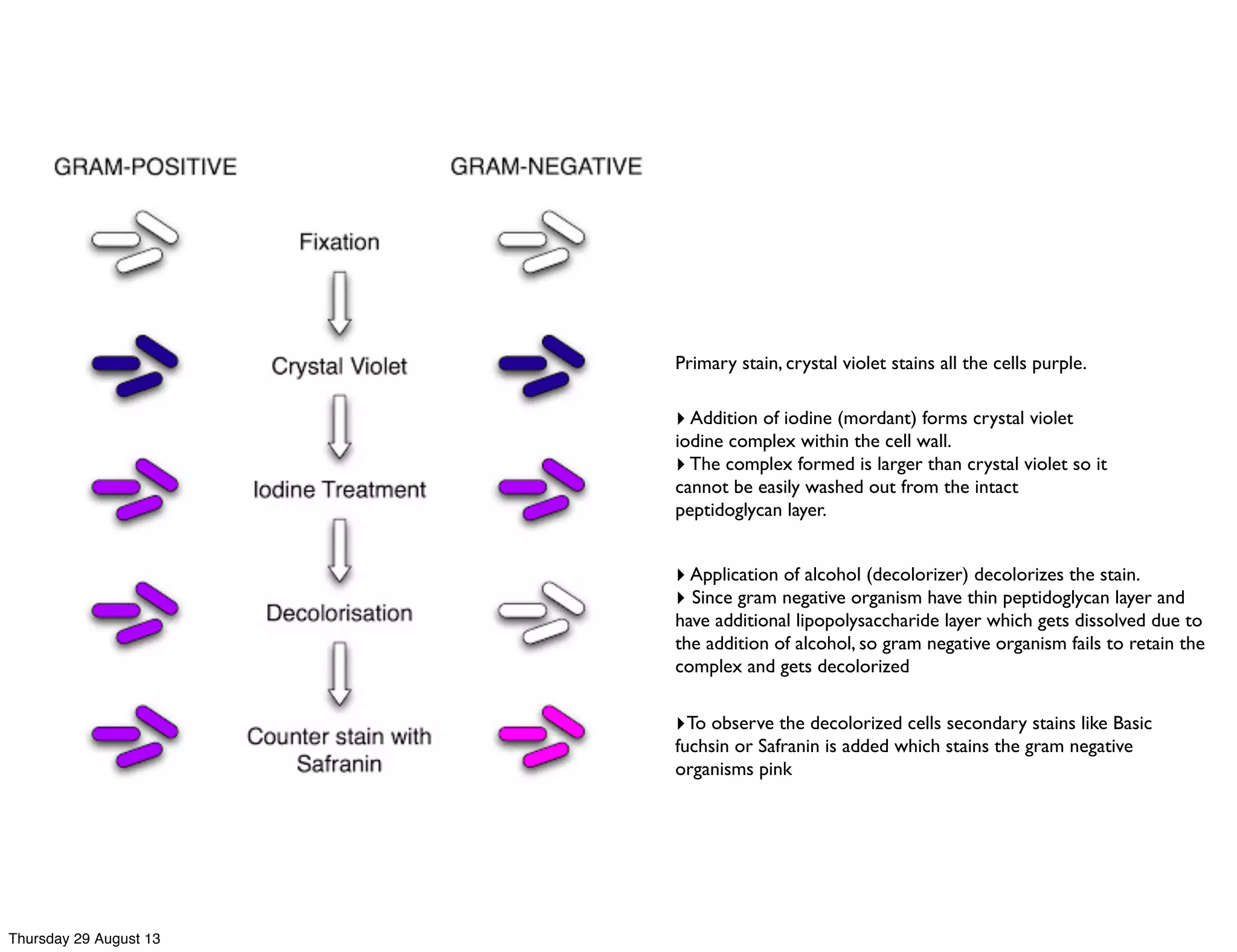 Gram Staining.pdf | Chemistry | Science