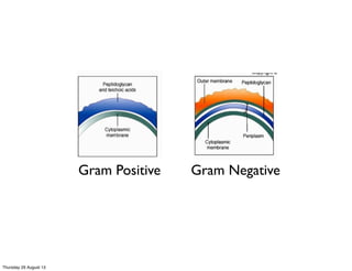 Gram Staining.pdf