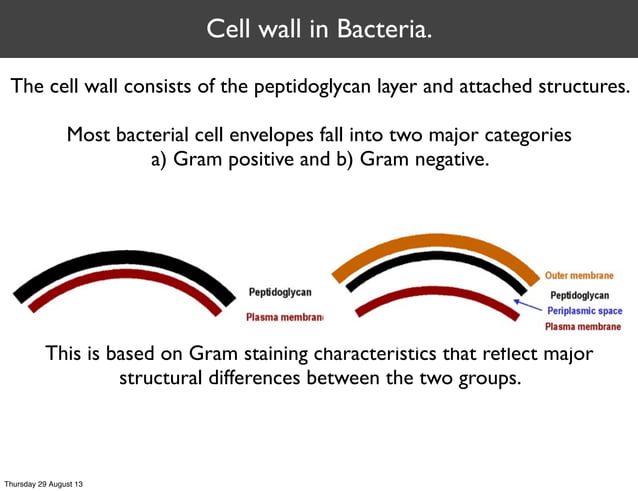 Gram Staining.pdf | Chemistry | Science