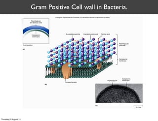 Gram Staining.pdf | Chemistry | Science