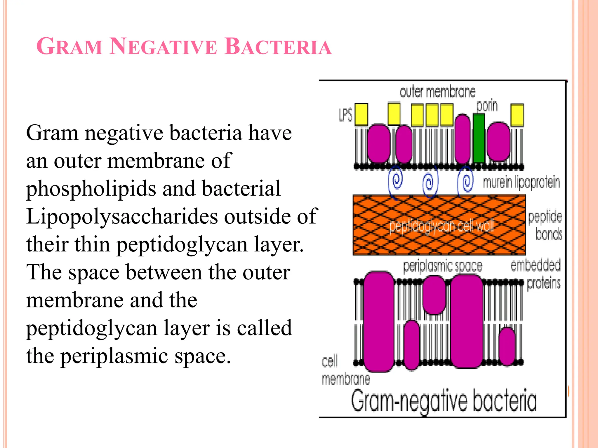 Gram Staining. d dcdhcbjhdhcjbhdbfhbsdbbak | PPT