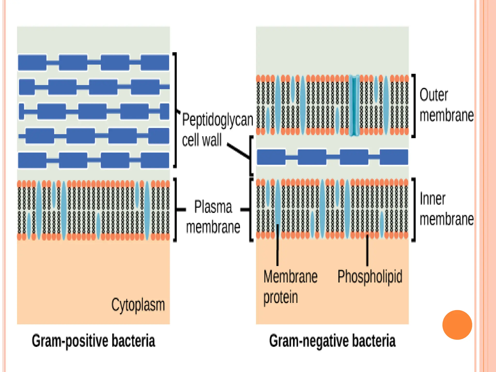 Gram Staining. d dcdhcbjhdhcjbhdbfhbsdbbak | PPT