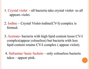 Gram Staining.pdf bhjbhjhbhbhhbhbhbhjbkjbbhb | PPT