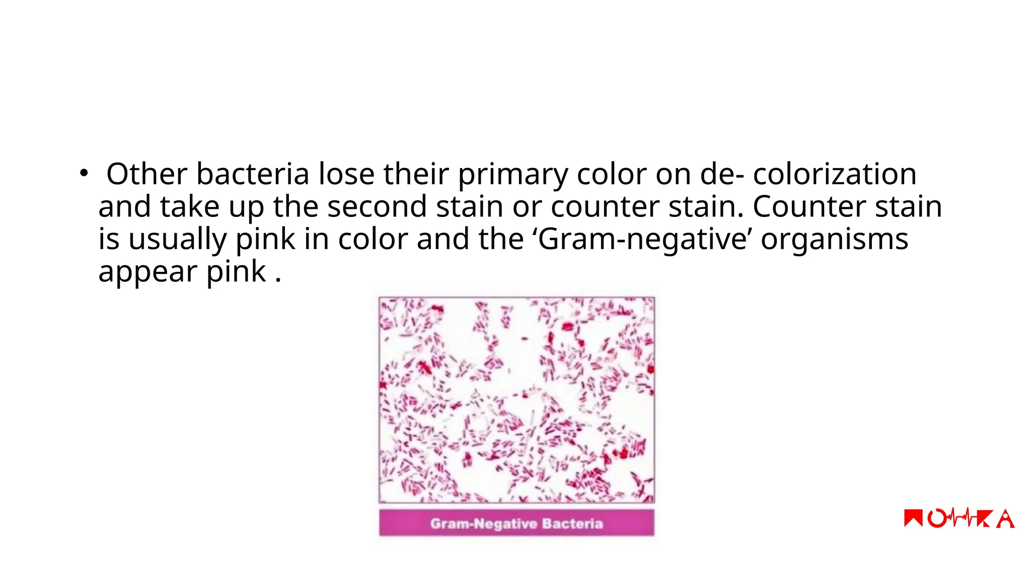 GRAM STAINING.ppt / From :- mohra medical class | PPT