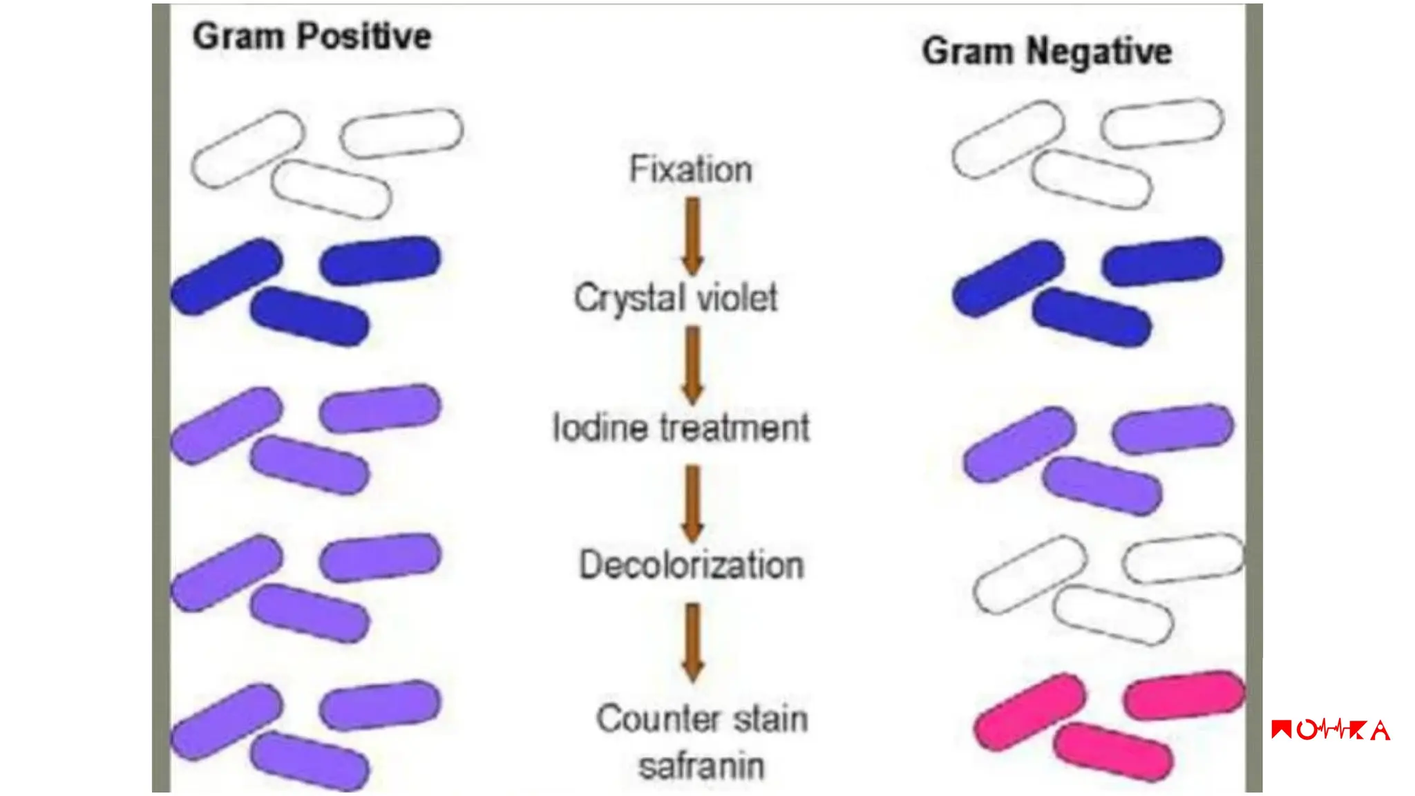 GRAM STAINING.ppt / From :- mohra medical class | PPTX