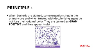 GRAM STAINING.ppt / From :- mohra medical class | PPTX