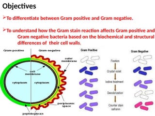 Gram staining Preliminary tool to diagnosing bacterial disease | PPTX