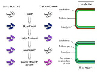 Gram staining, Material and Staining Procedure | PPT