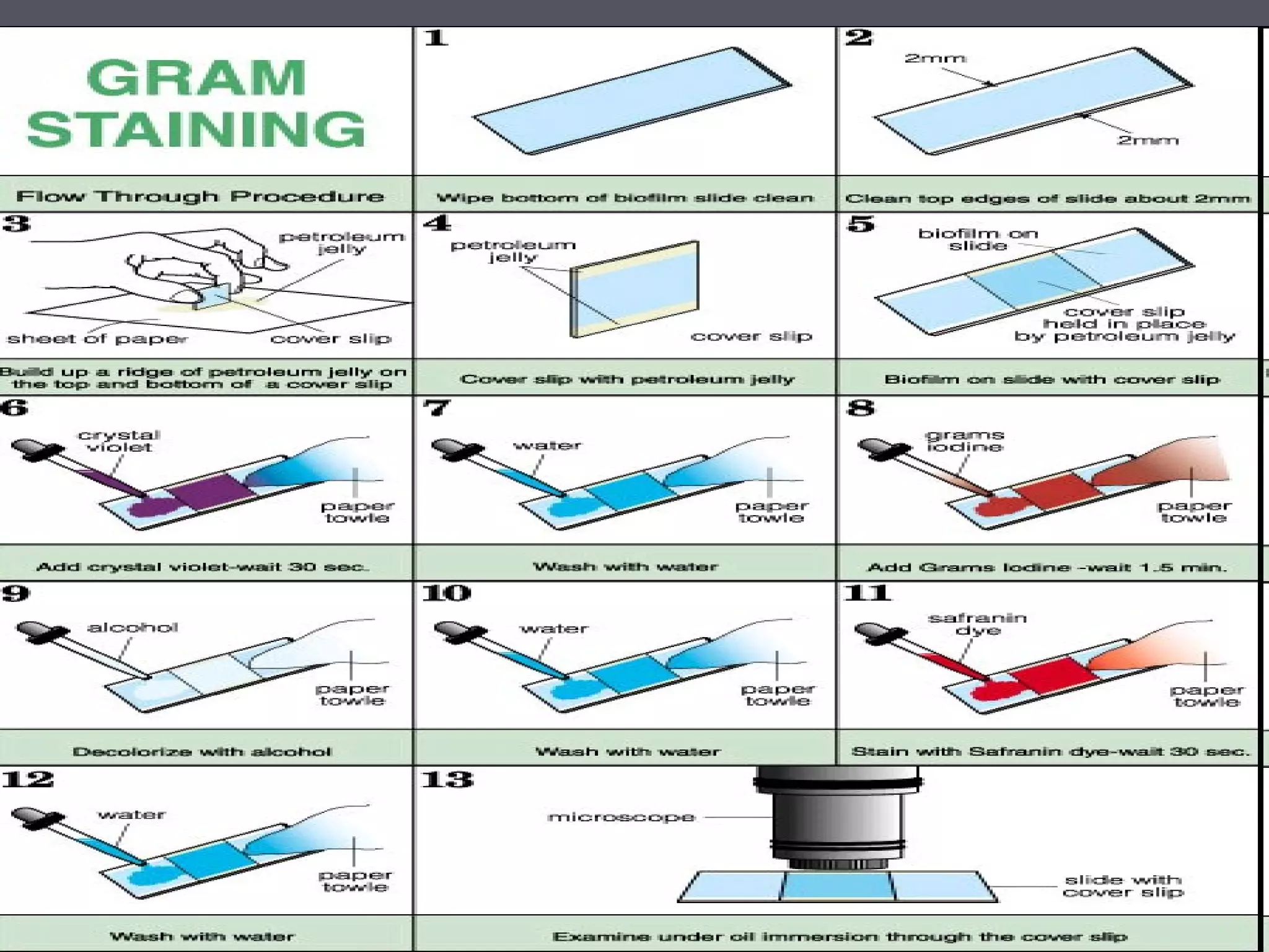 Gram Staining Altanzul Ppt