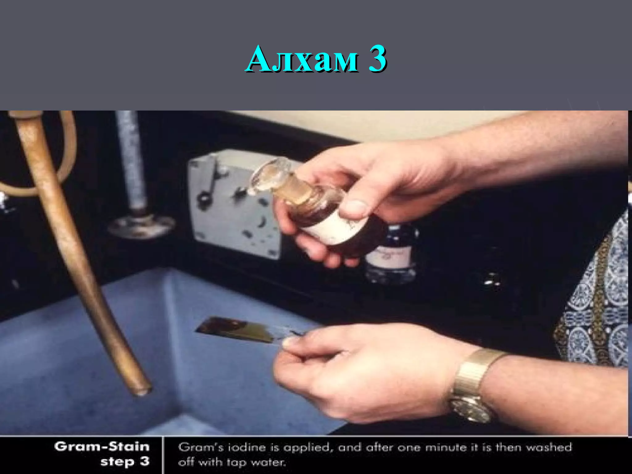 Gram staining altanzul | PPT