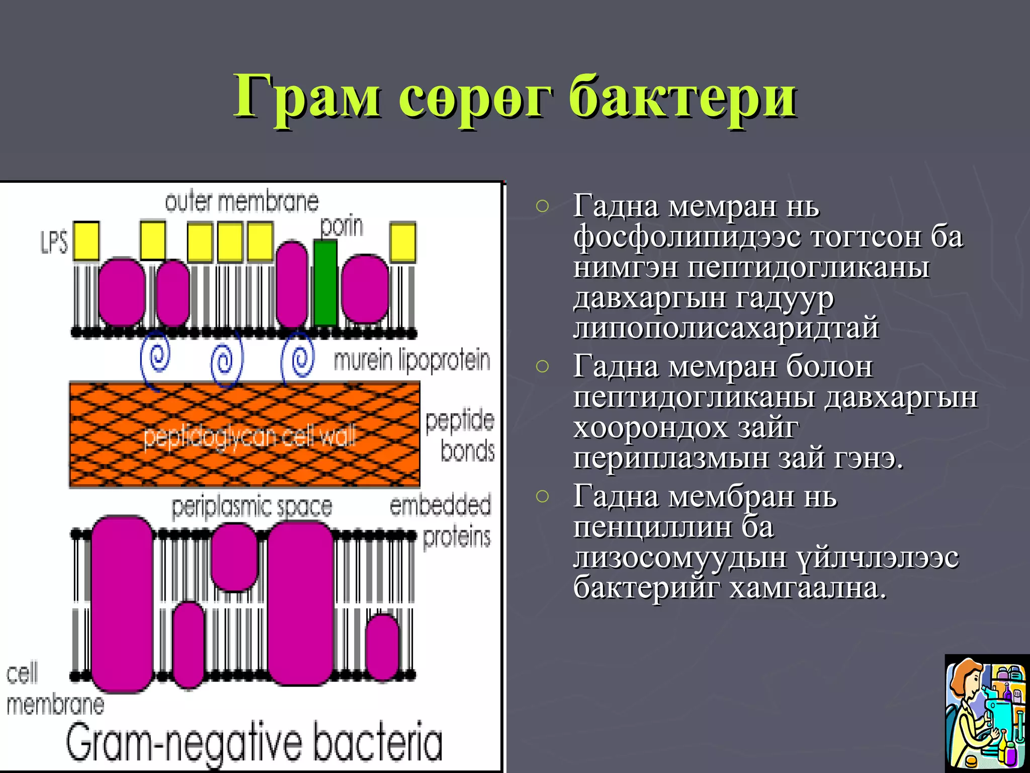 Gram staining altanzul | PPT