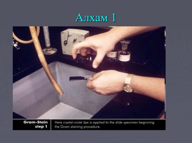 Gram staining altanzul | PPT