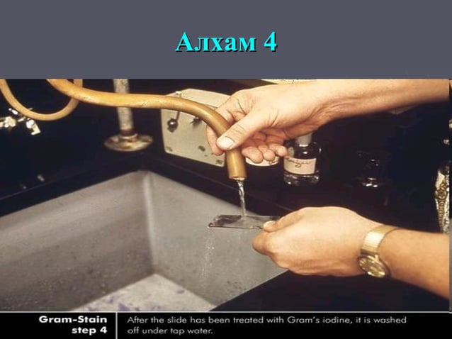 Gram staining altanzul | PPT